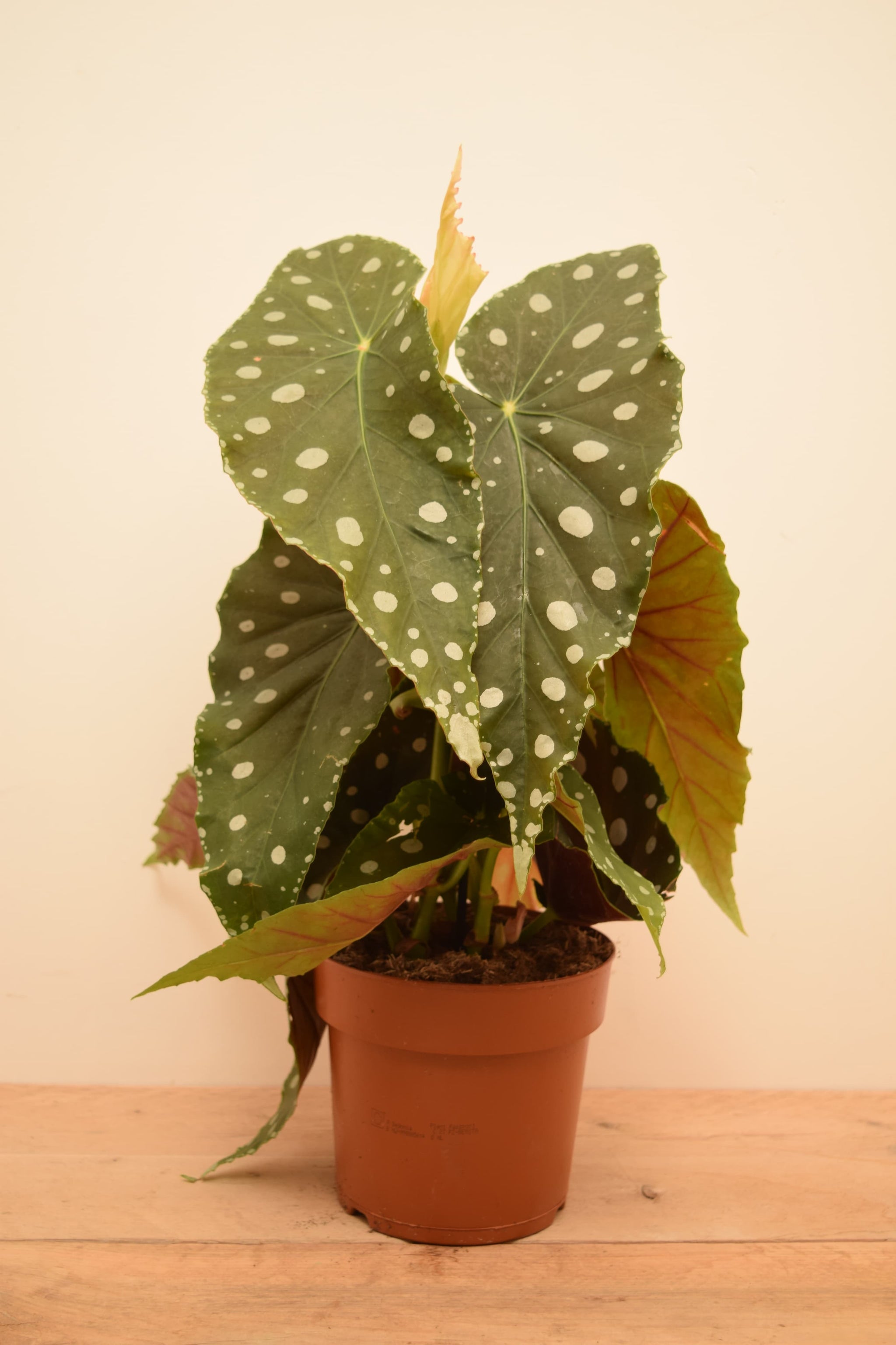 Begonia maculata 'Mega Dot'