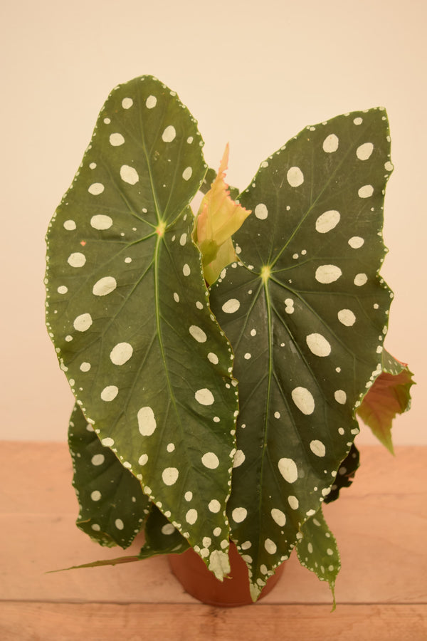 Begonia maculata 'Mega Dot'