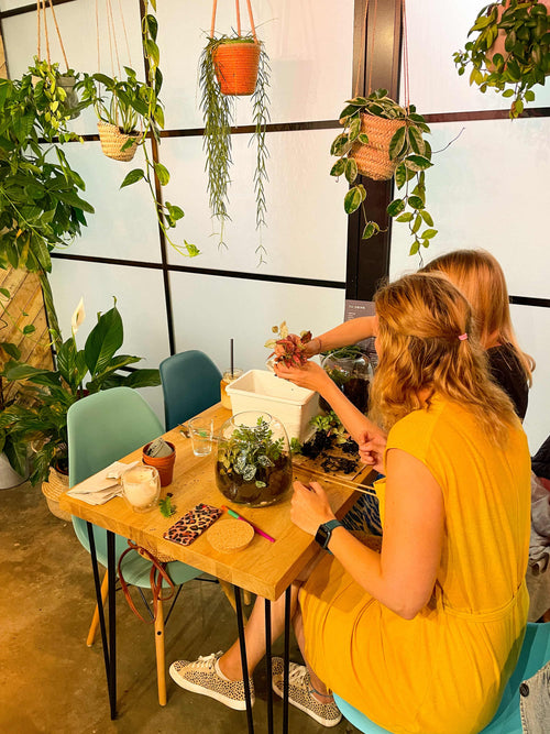 House plants and accessories | Exeter | Hutch Houseplants